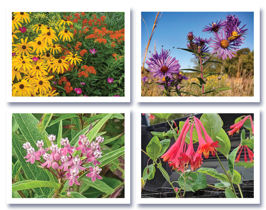 Native Flowers at Kress Farm Note Cards – scholinink