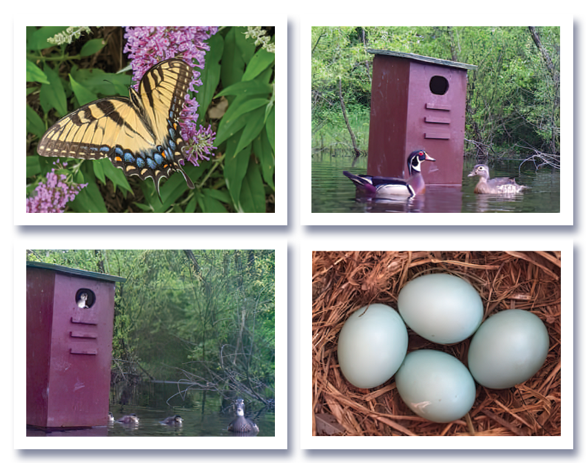 Wildlife at Kress Farm Note Cards – scholinink